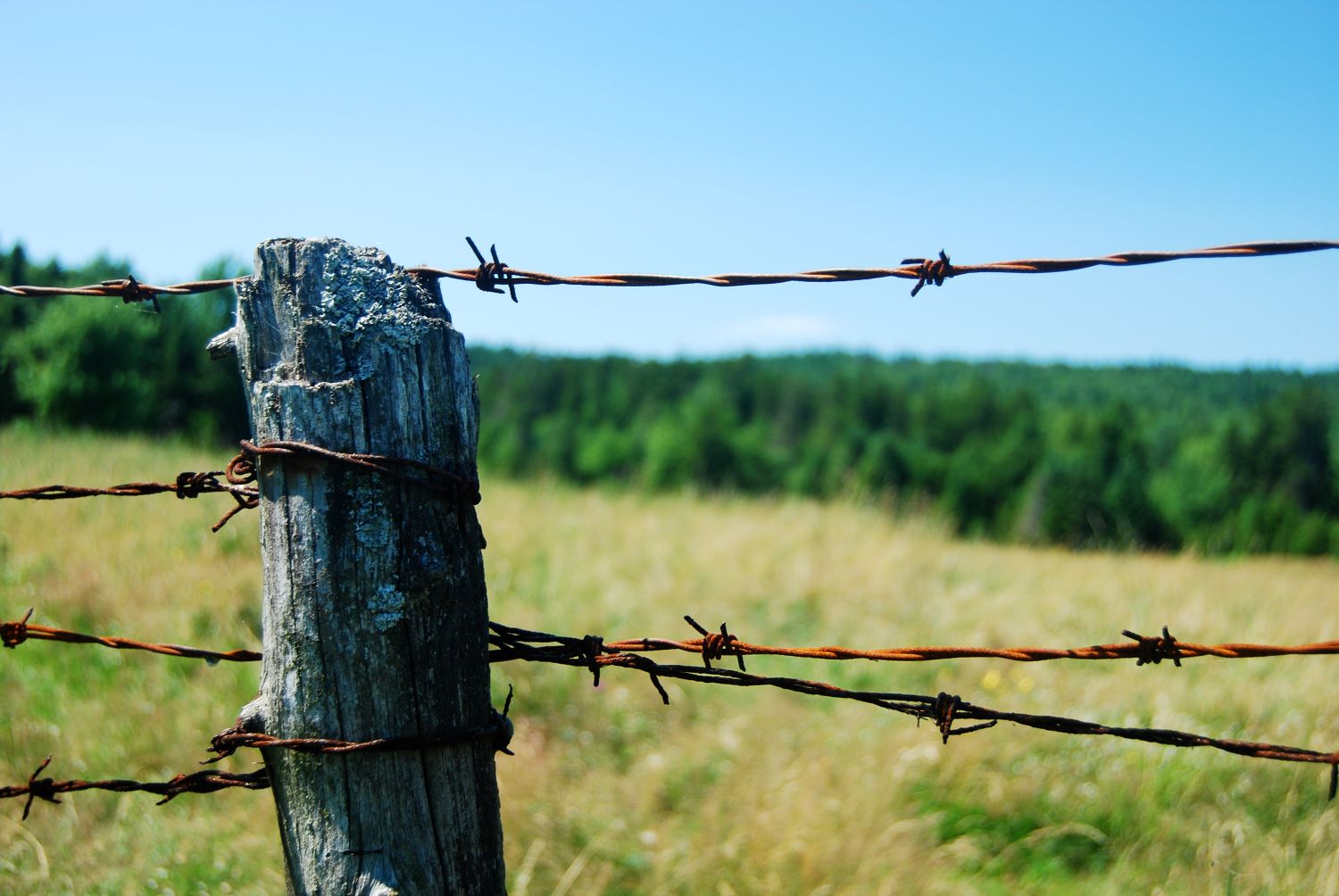 Barbed Wire Fence Cattle 1800s
